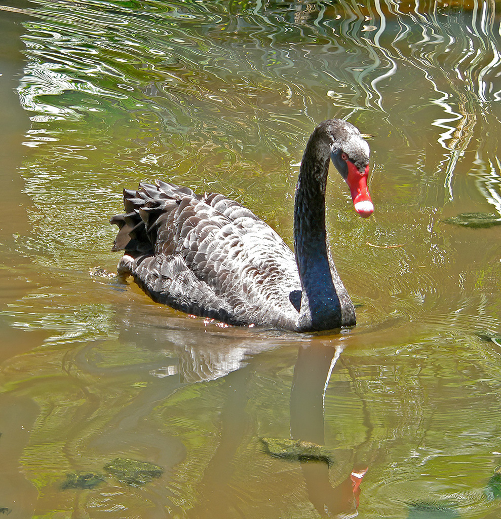 Black Swan from Loman Lane, Burleigh Heads QLD 4220, Australia on ...