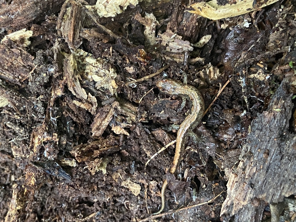 Blue Ridge Dusky Salamander from George Washington & Jefferson National ...