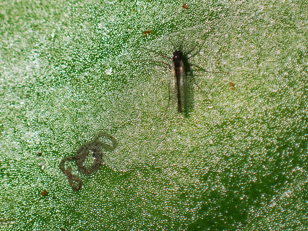 Mosquitoes and Midges from Days Bay, Lower Hutt 5013, New Zealand on ...