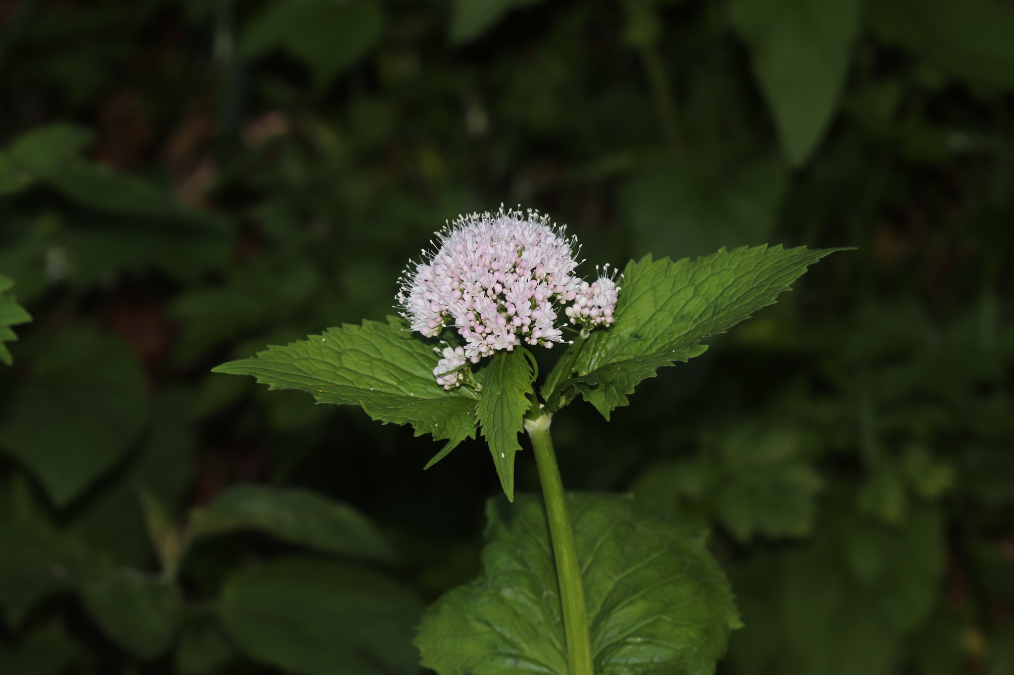 Valeriana pyrenaica L.