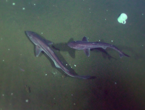 North Pacific Spiny Dogfish (RCA monitoring annotation species ID guide ...