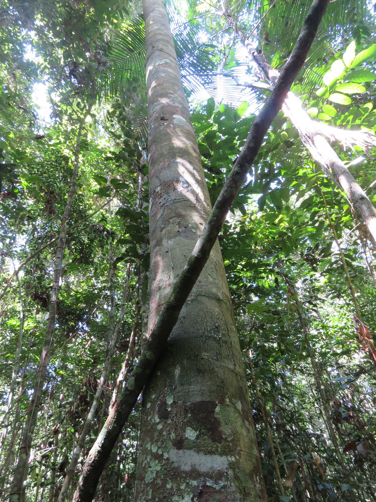 Congona, machinga, palo leche, rama pama, tamamuri (Especies forestales ...