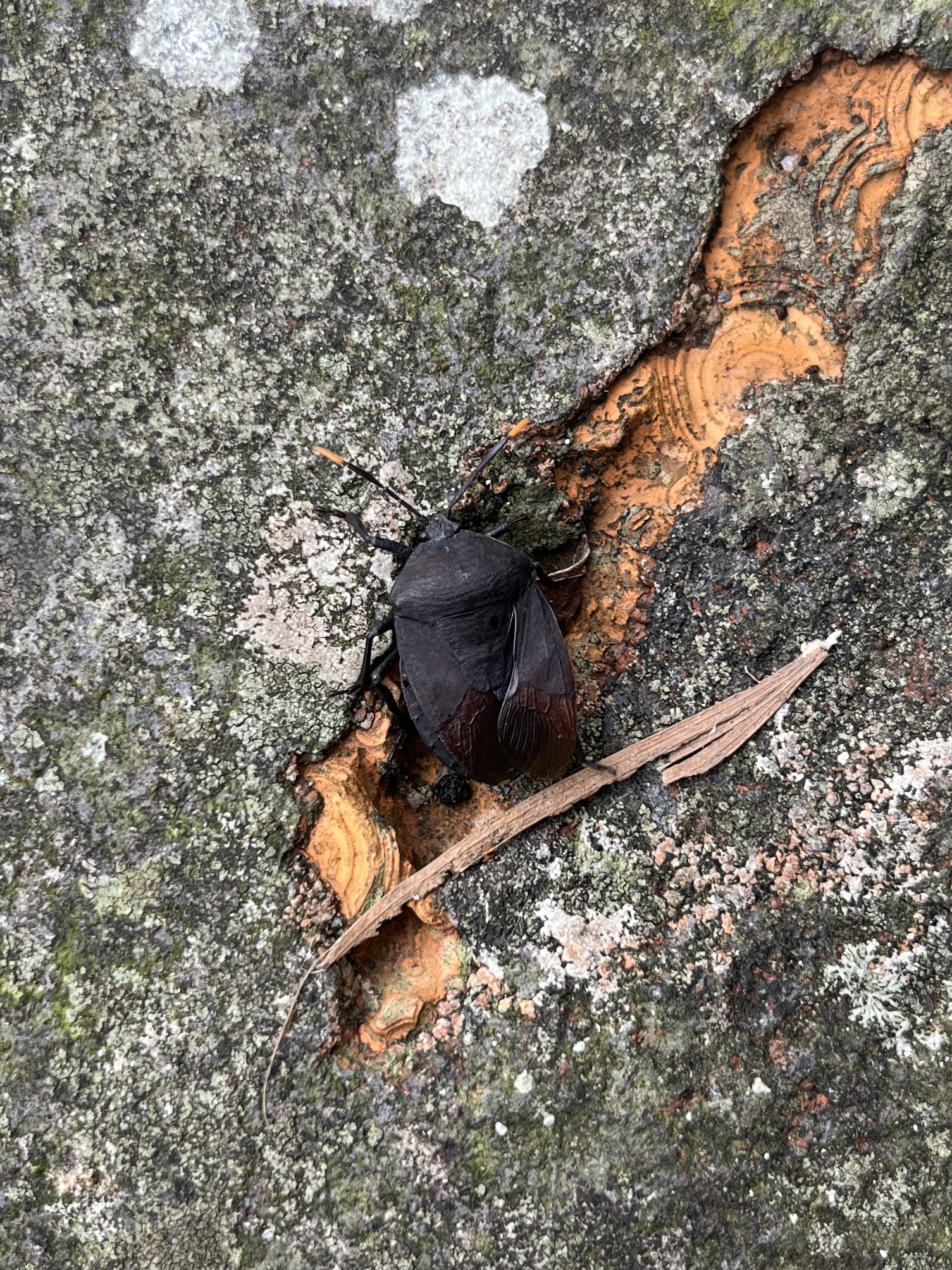 Coridius chinensis (Dallas, 1851)