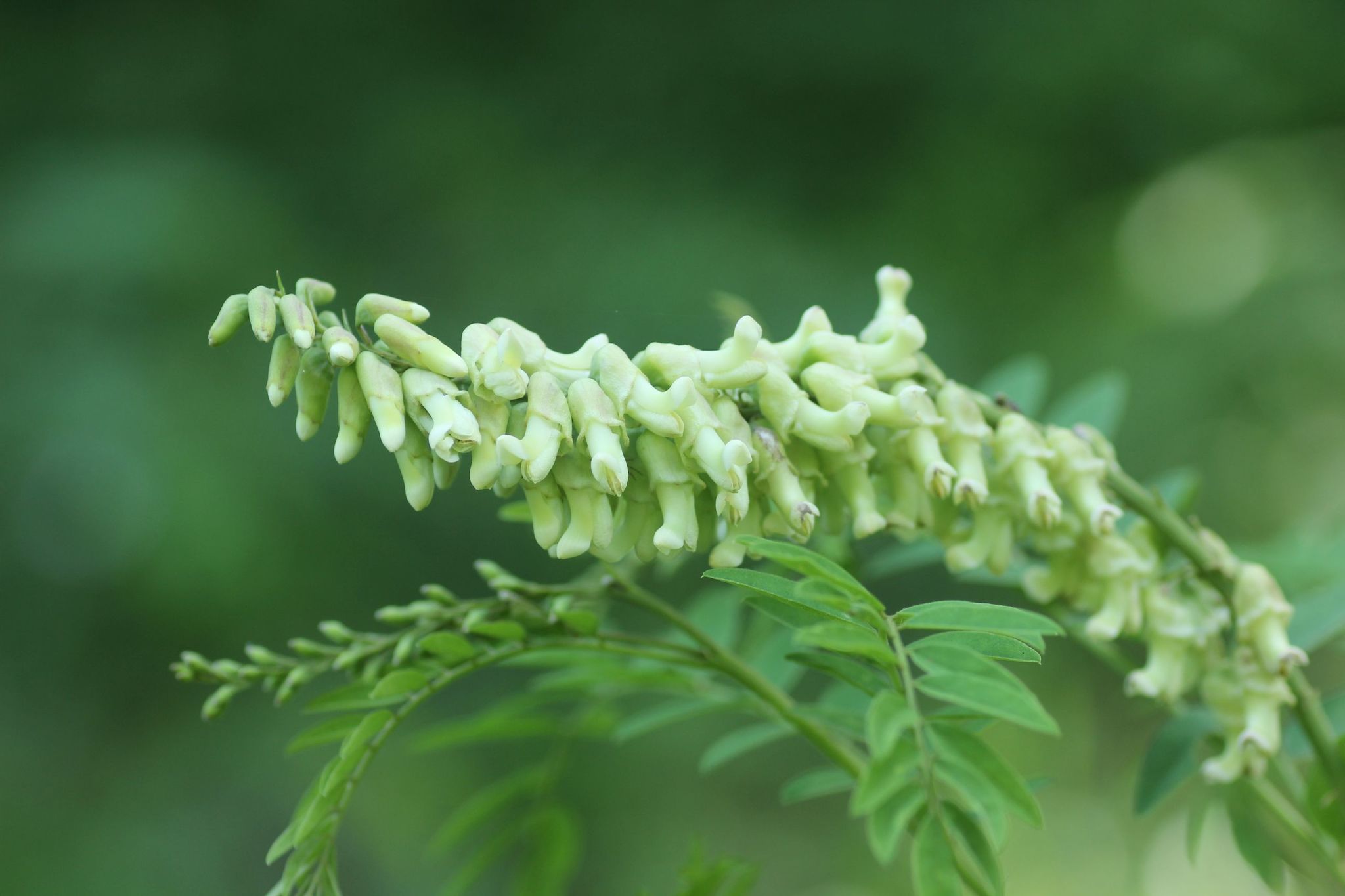 Sophora flavescens Aiton