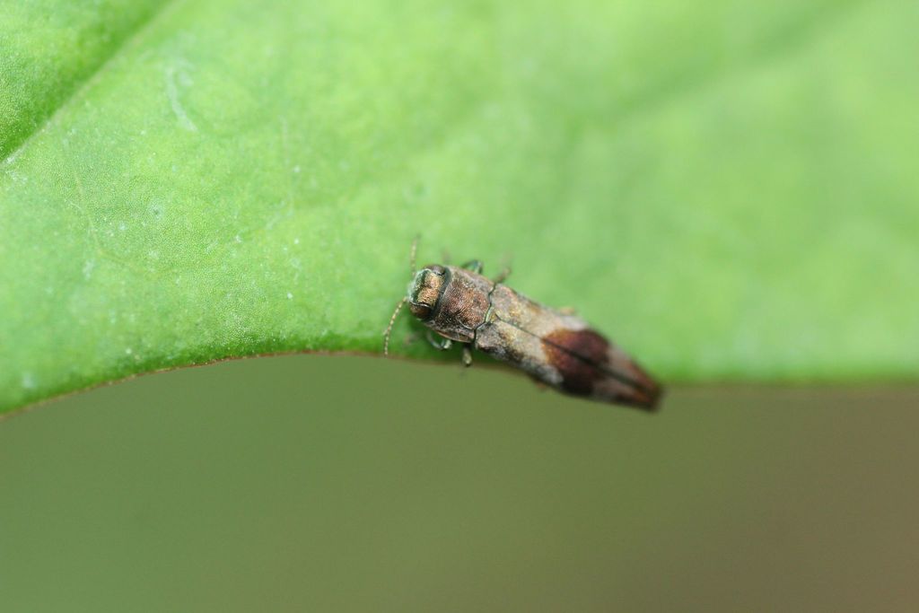 Agrilus discalis from Hachiōji, Tokyo, Japan on June 04, 2022 at 02:08 ...