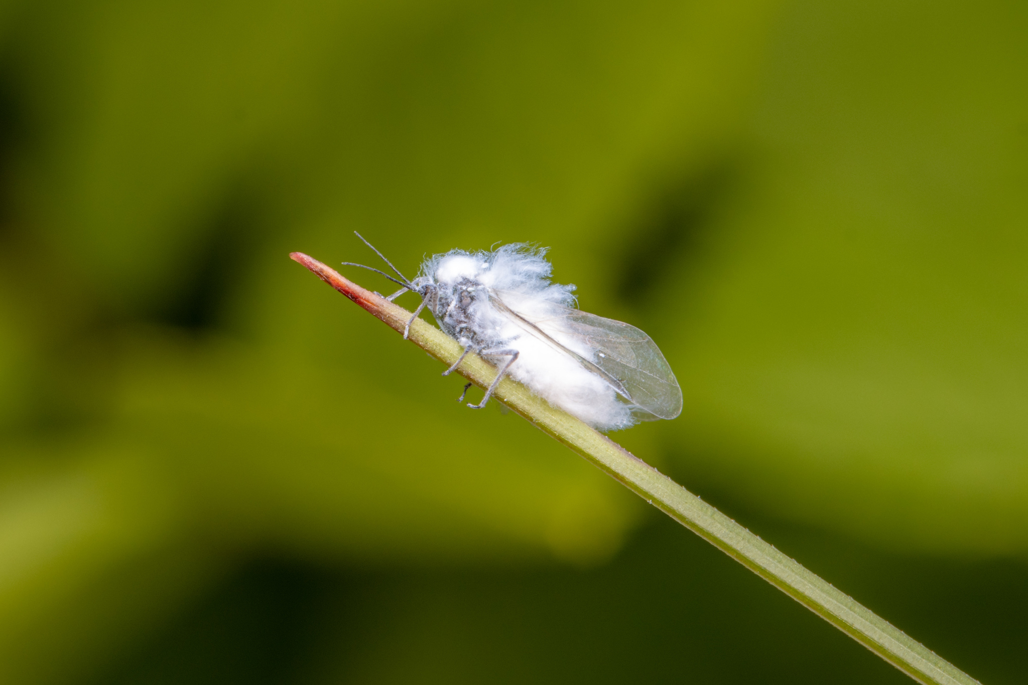 Phyllaphis fagi (Linnaeus, 1761)