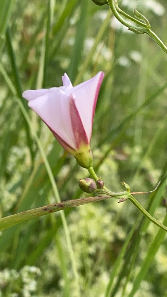 field bindweed from Vrbovsko on June 11, 2022 at 04:36 PM by joeydeuce ...
