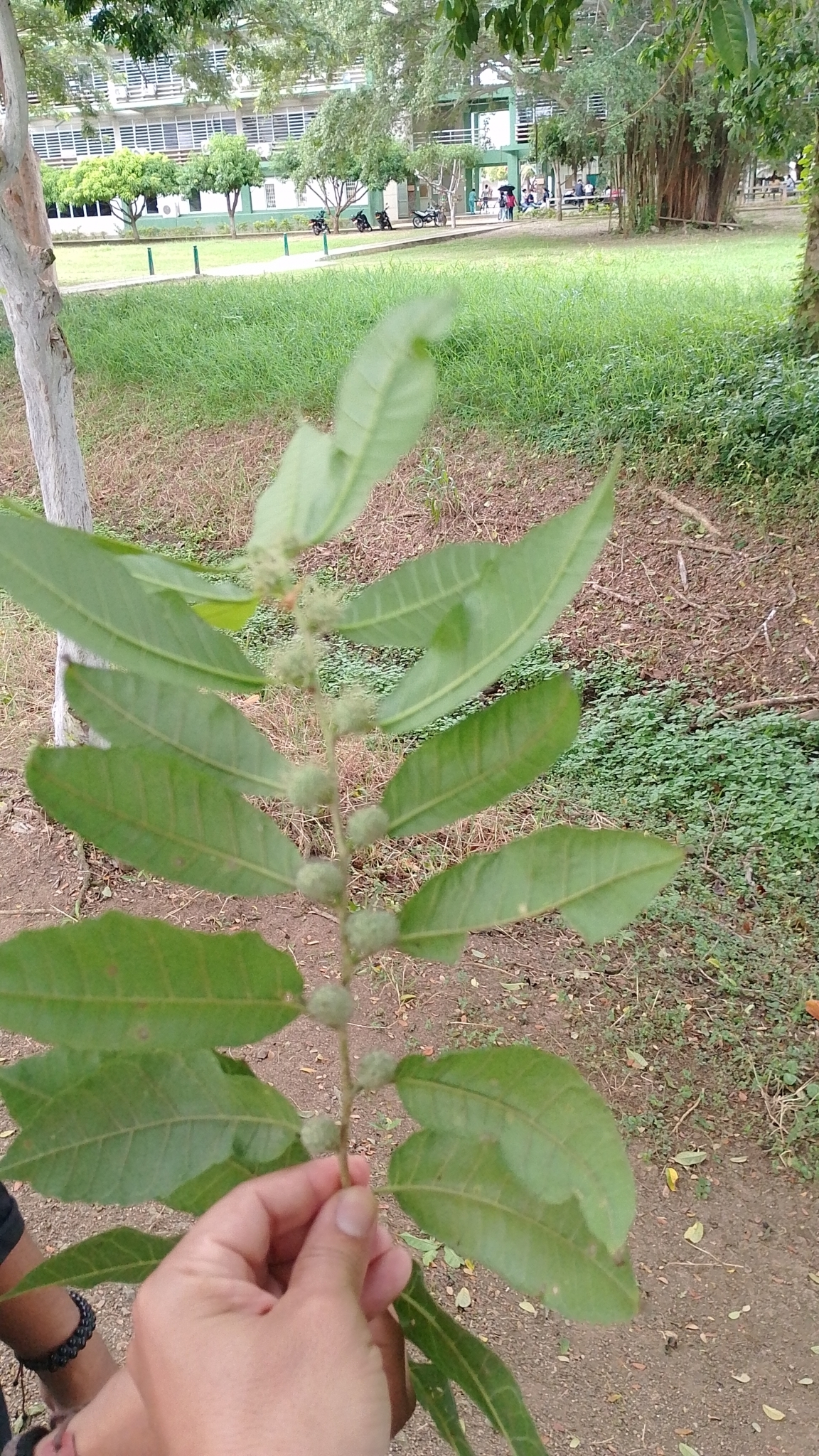 Maclura tinctoria (L.) D.Don ex Steud.