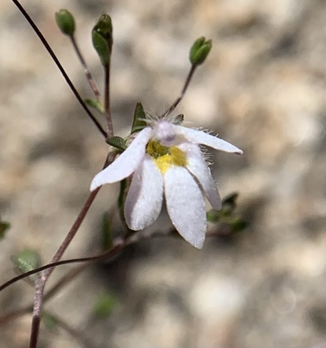 Nemacladus bellus · iNaturalist