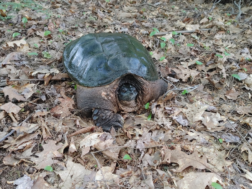 Common Snapping Turtle from Upham, WI, USA on June 09, 2022 at 07:31 PM ...