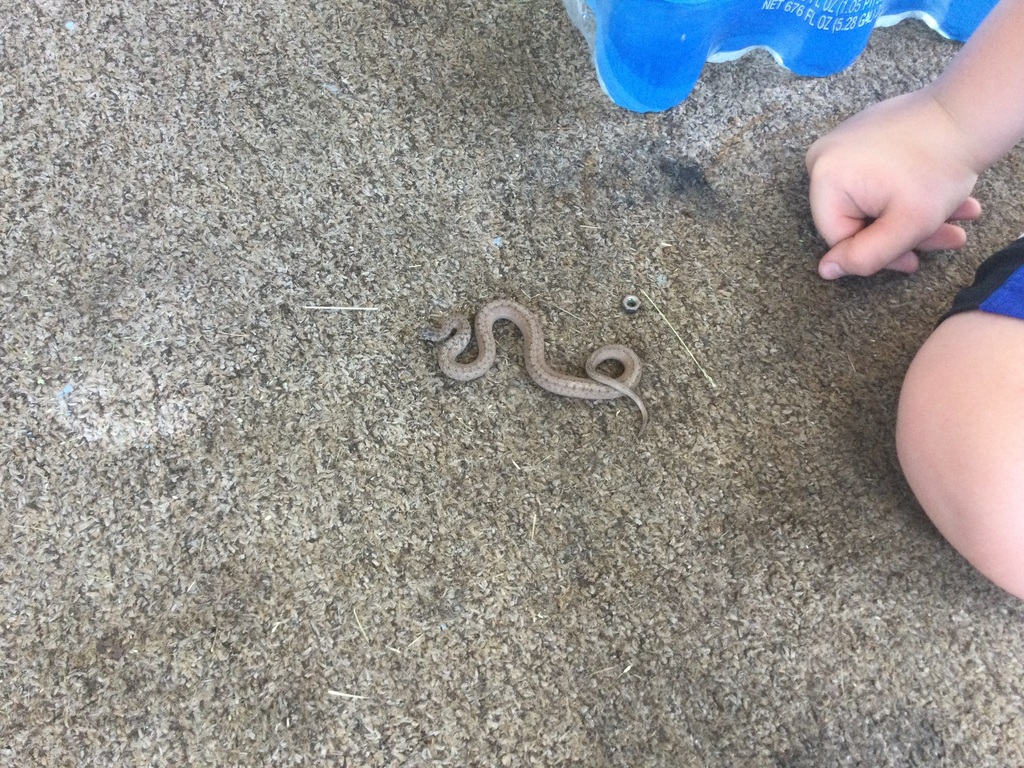 DeKay's Brownsnake from Bellefonte, PA, US on June 4, 2022 at 11:34 AM ...