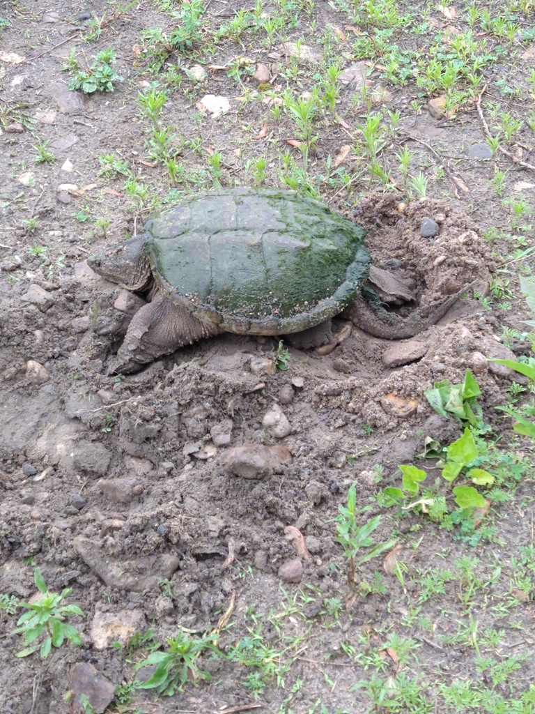 Common Snapping Turtle from Faribault, MN 55021, USA on June 11, 2022 ...