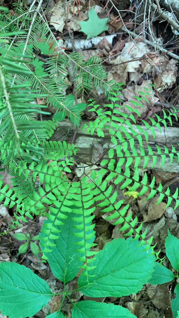northern maidenhair fern from Presque Isle County, US-MI, US on June 10 ...
