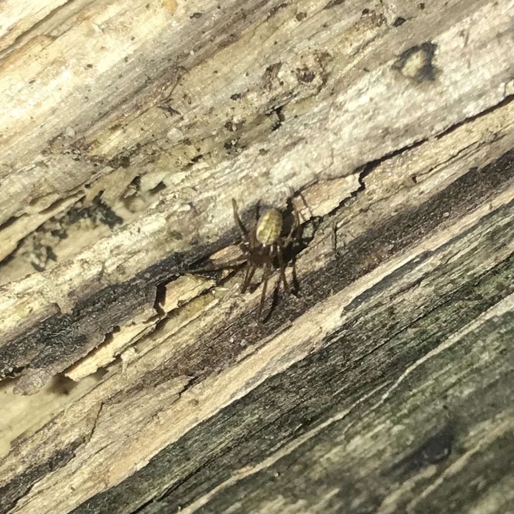 Lace web spiders from Sandringham Royal Park, King's Lynn and West ...
