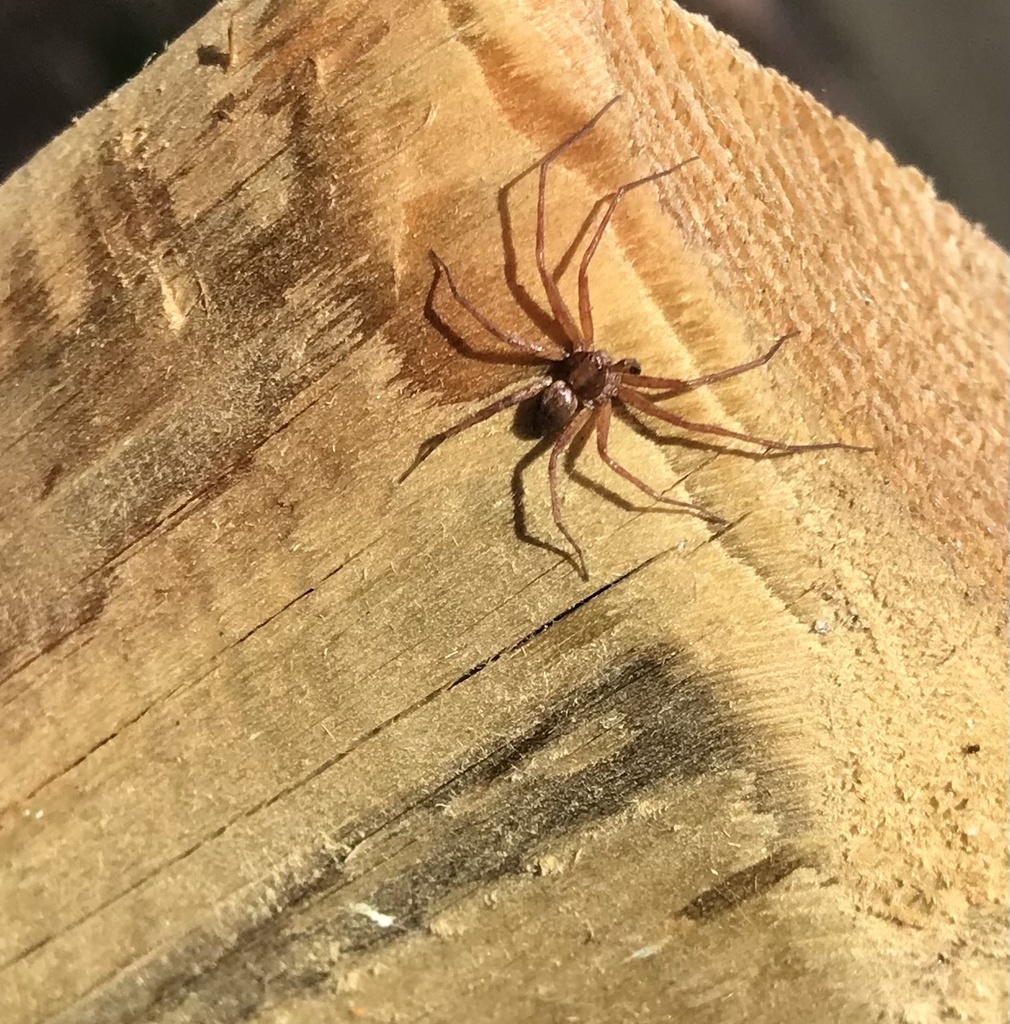 Philodromus aureolus from Sandringham Royal Park, Sandringham, Англія ...