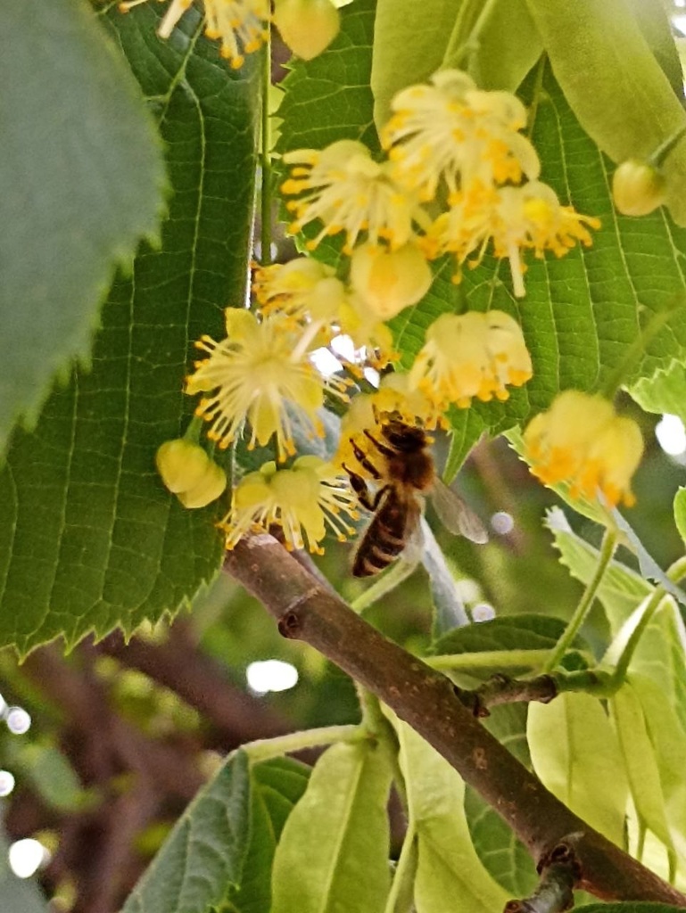 Western Honey Bee from Київська область, UA on June 11, 2022 at 05:11 ...