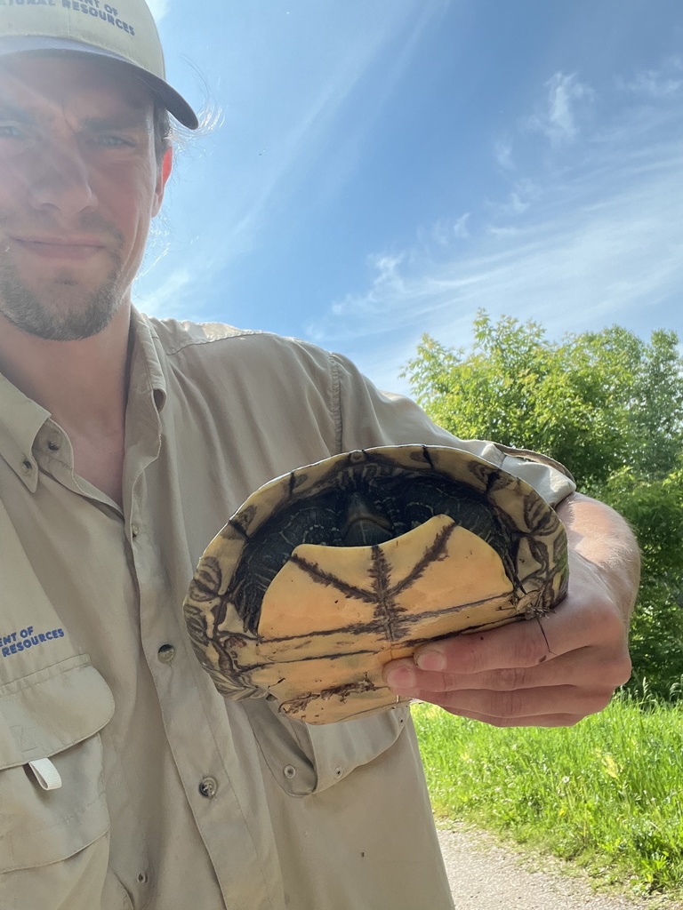 Northern Map Turtle from US-71, Redwood Falls, MN, US on June 11, 2022 ...