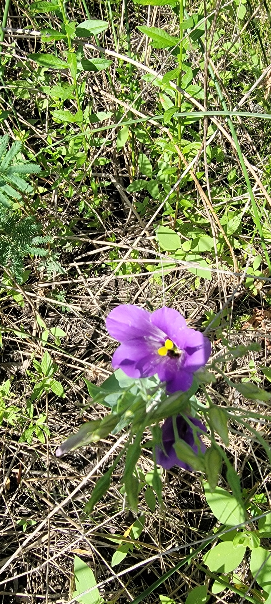 Eustoma grandiflorum (Raf.) Shinners