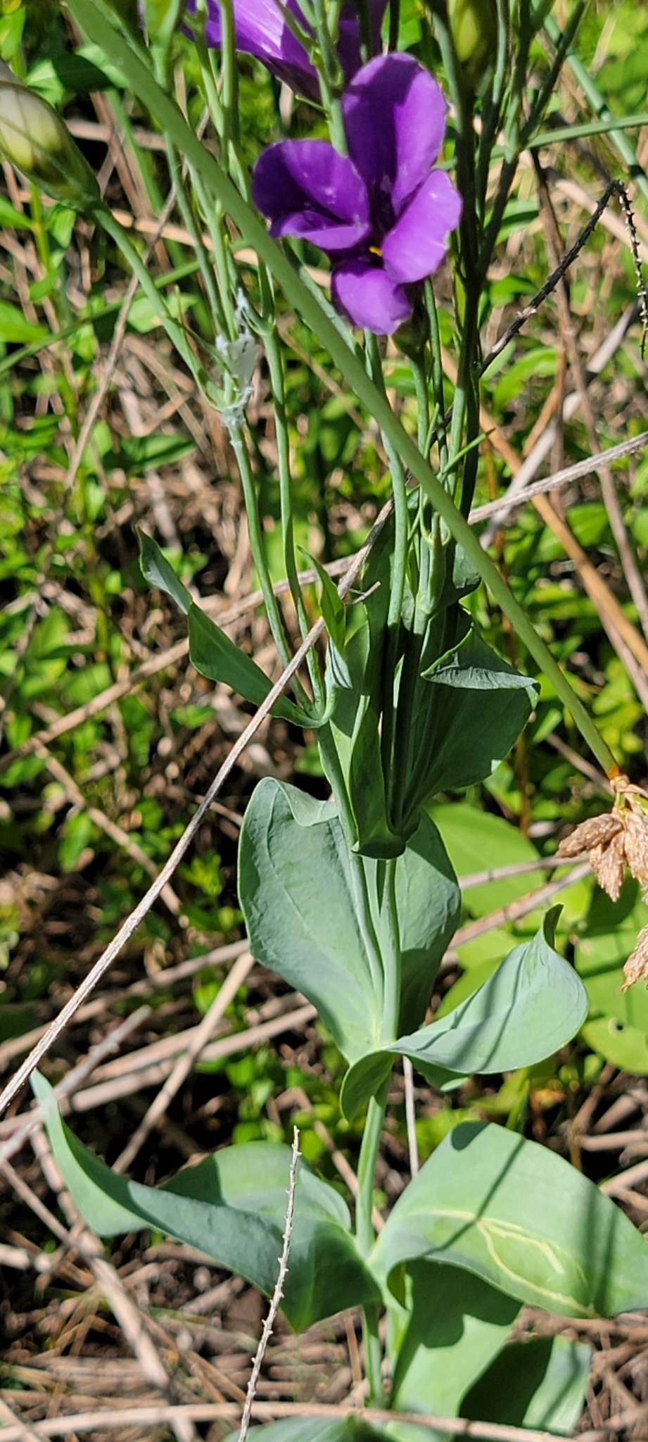 Eustoma grandiflorum (Raf.) Shinners