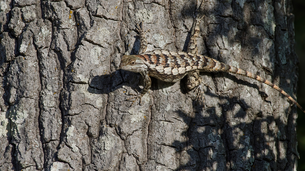 Texas Spiny Lizard from Comfort, TX, US on June 11, 2022 at 06:03 AM by ...