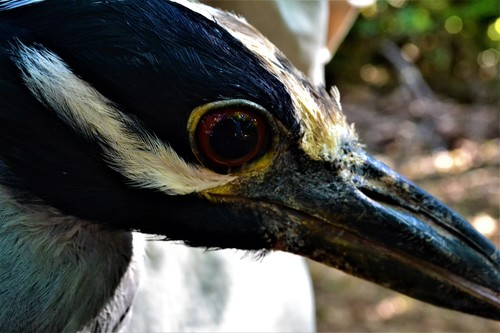 Pedrete corona clara de las Revillagigedo (Guía de aves de Isla Socorro ...