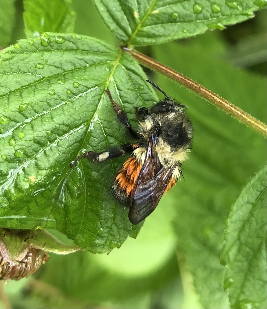 Bumble Bees from SE Ninth Ave, Portland, OR, US on June 11, 2022 at 09: ...