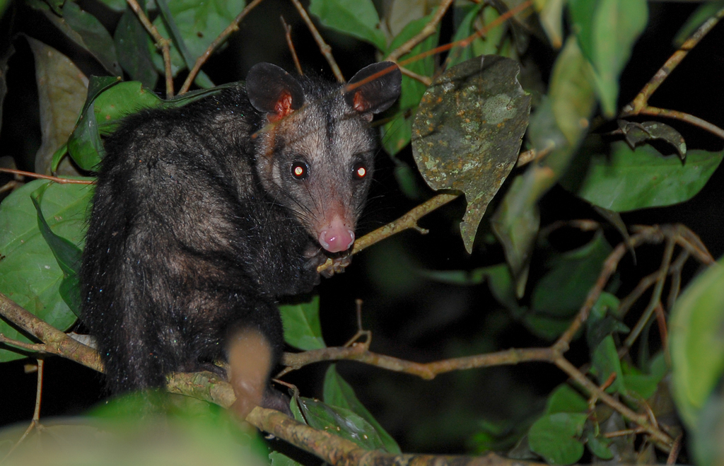 Southern Opossum from Carauari - AM, 69500-000, Brasil on August 7 ...