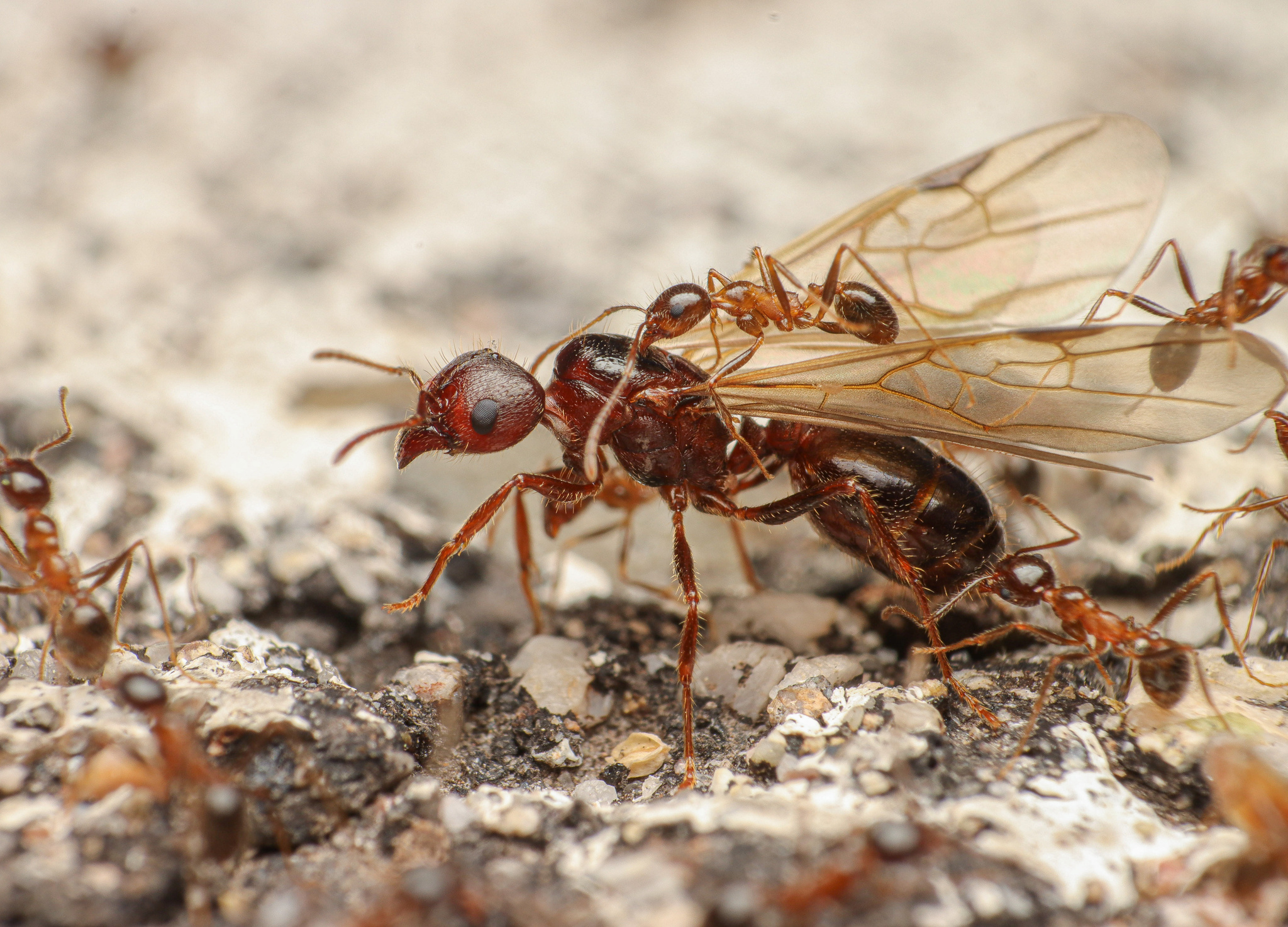 Pheidole obtusospinosa Pergande, 1896