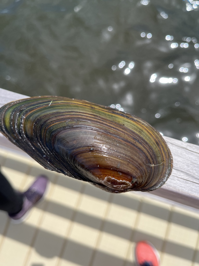 Eastern Floater Mussel from Prince Edward Island, Resort Mun. Stan.B ...