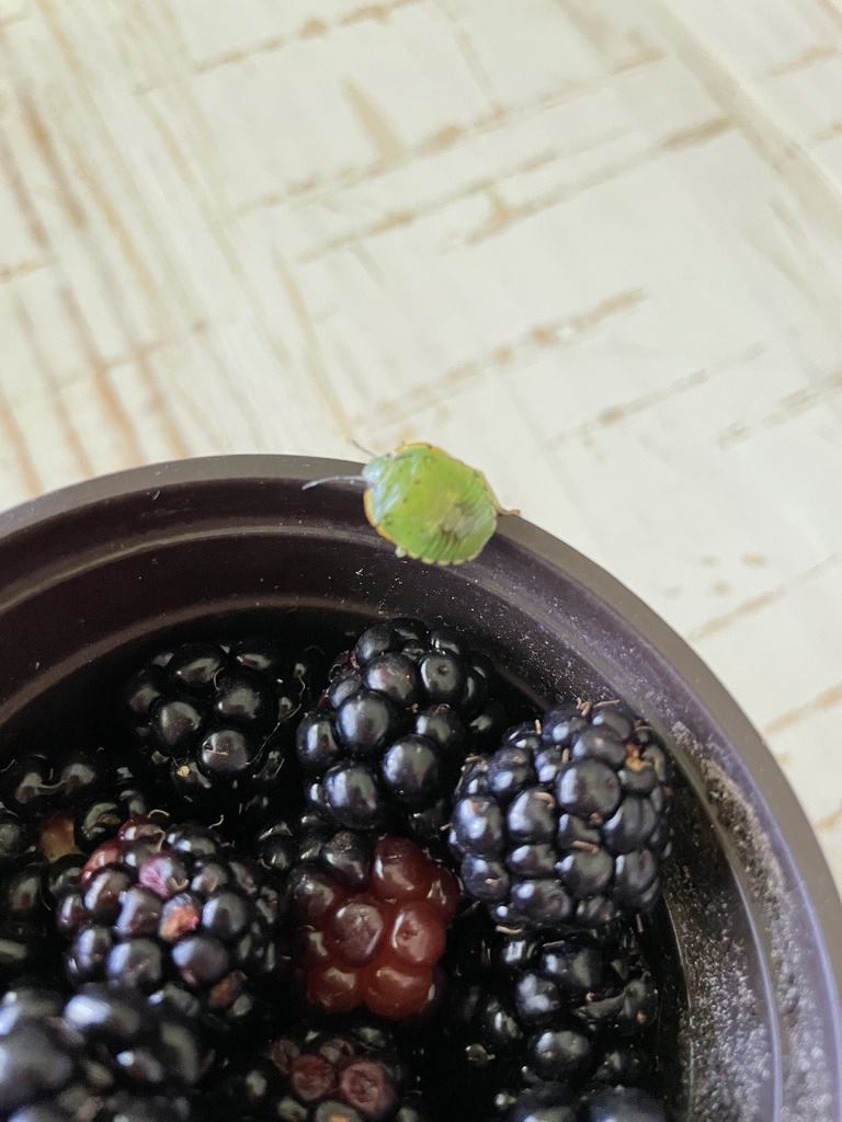Green Stink Bug from Fox Hollow Dr, Mansfield, TX, US on June 11, 2022 ...