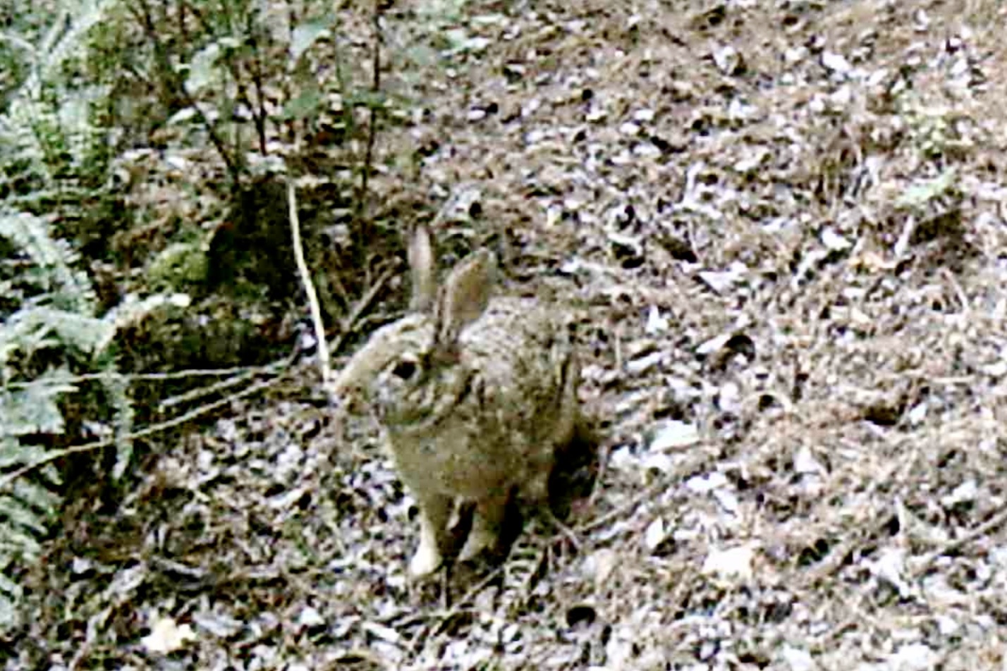 Sylvilagus cunicularius (Waterhouse, 1848)