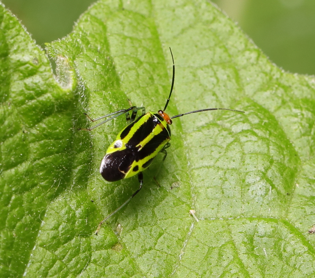 Four-lined Plant Bug from Greene, Ohio, United States on June 11, 2022 ...
