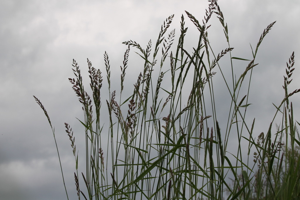reed canary grass from Langley Twp, BC, Canada on June 10, 2022 at 04: ...