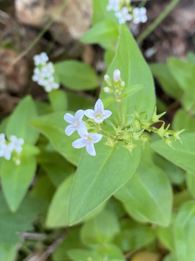 summer bluet from Ozark-St. Francis National Forests, Fayetteville, AR ...