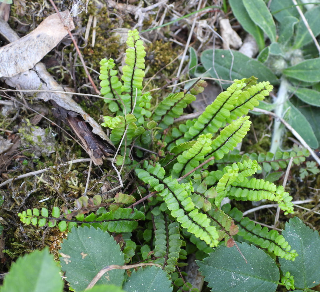 maidenhair spleenwort from Åboland-Turunmaa, Suomi on June 11, 2022 at ...