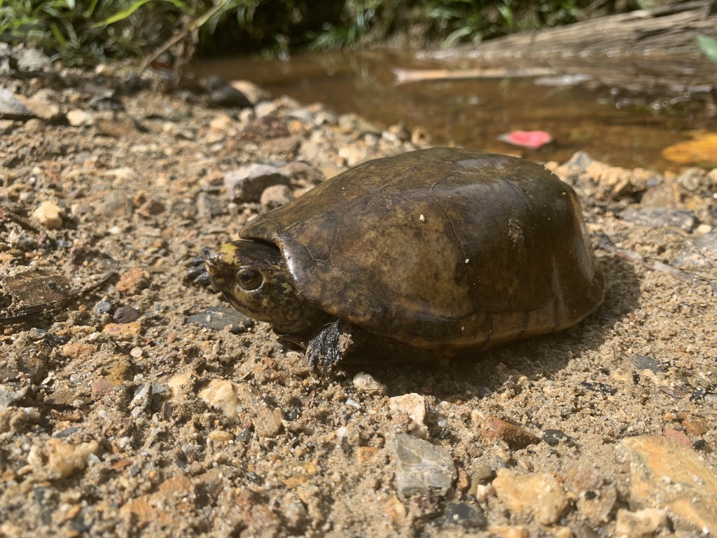 Scorpion Mud Turtle from Trinidad, Trinidad and Tobago, TT on June 10 ...