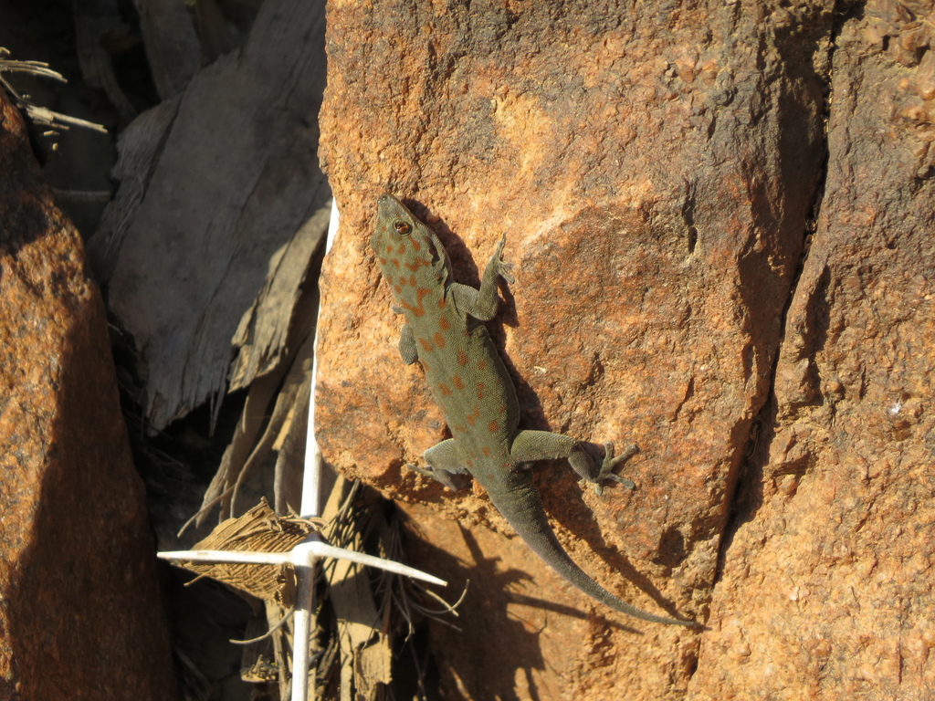 Boulton's Namib Day Gecko from Epupa Falls, Namibia on May 30, 2022 at ...