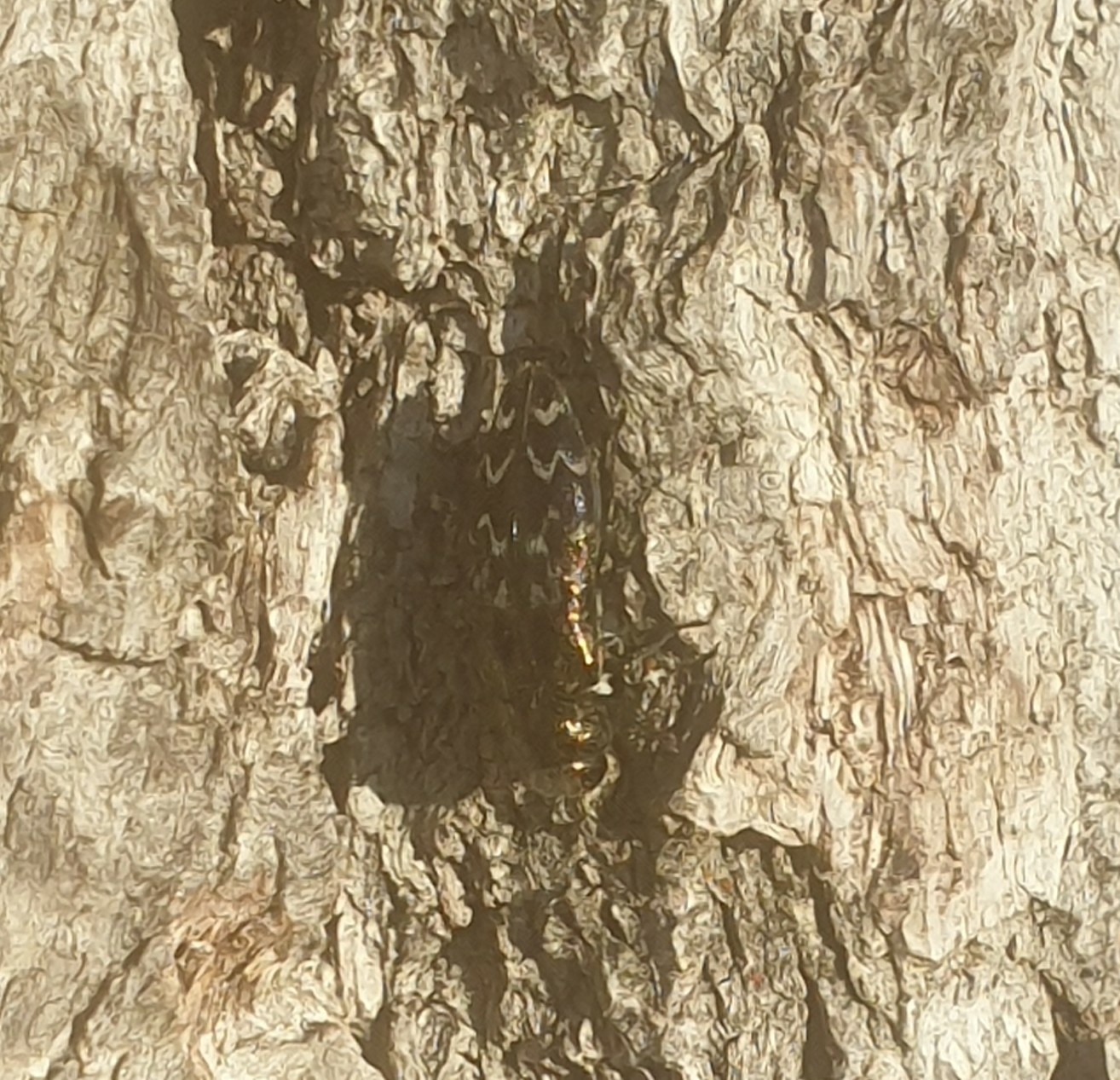 Coraebus undatus (Fabricius, 1787)