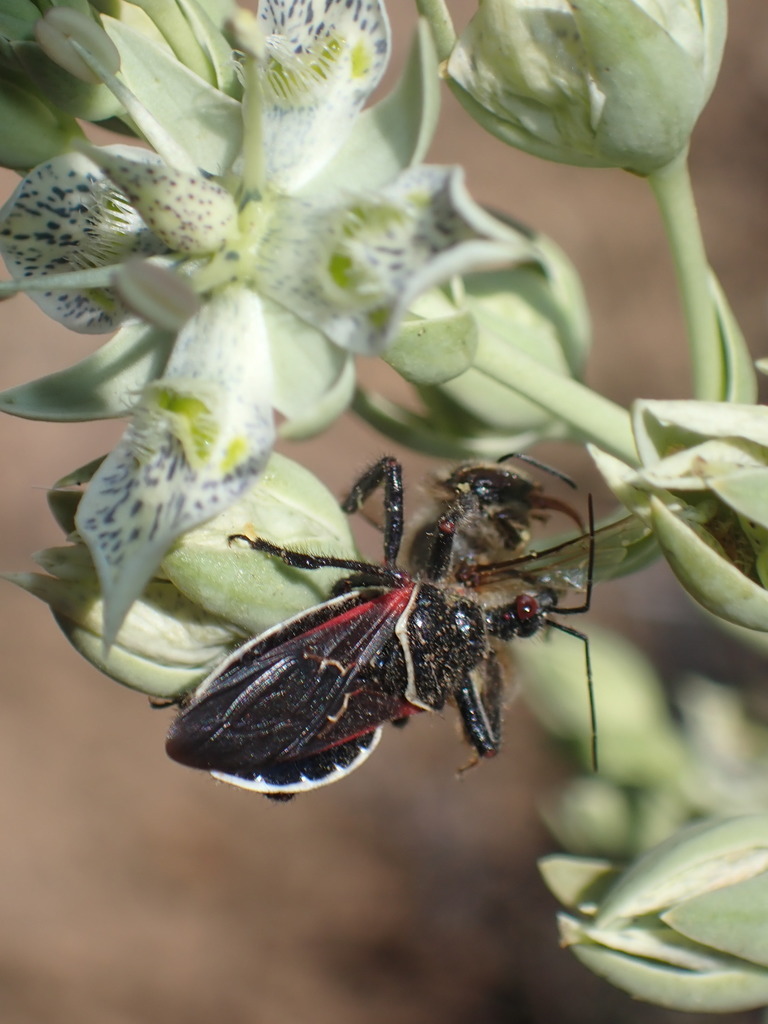 California Bee Assassin from Orange County, CA, USA on May 30, 2022 at ...