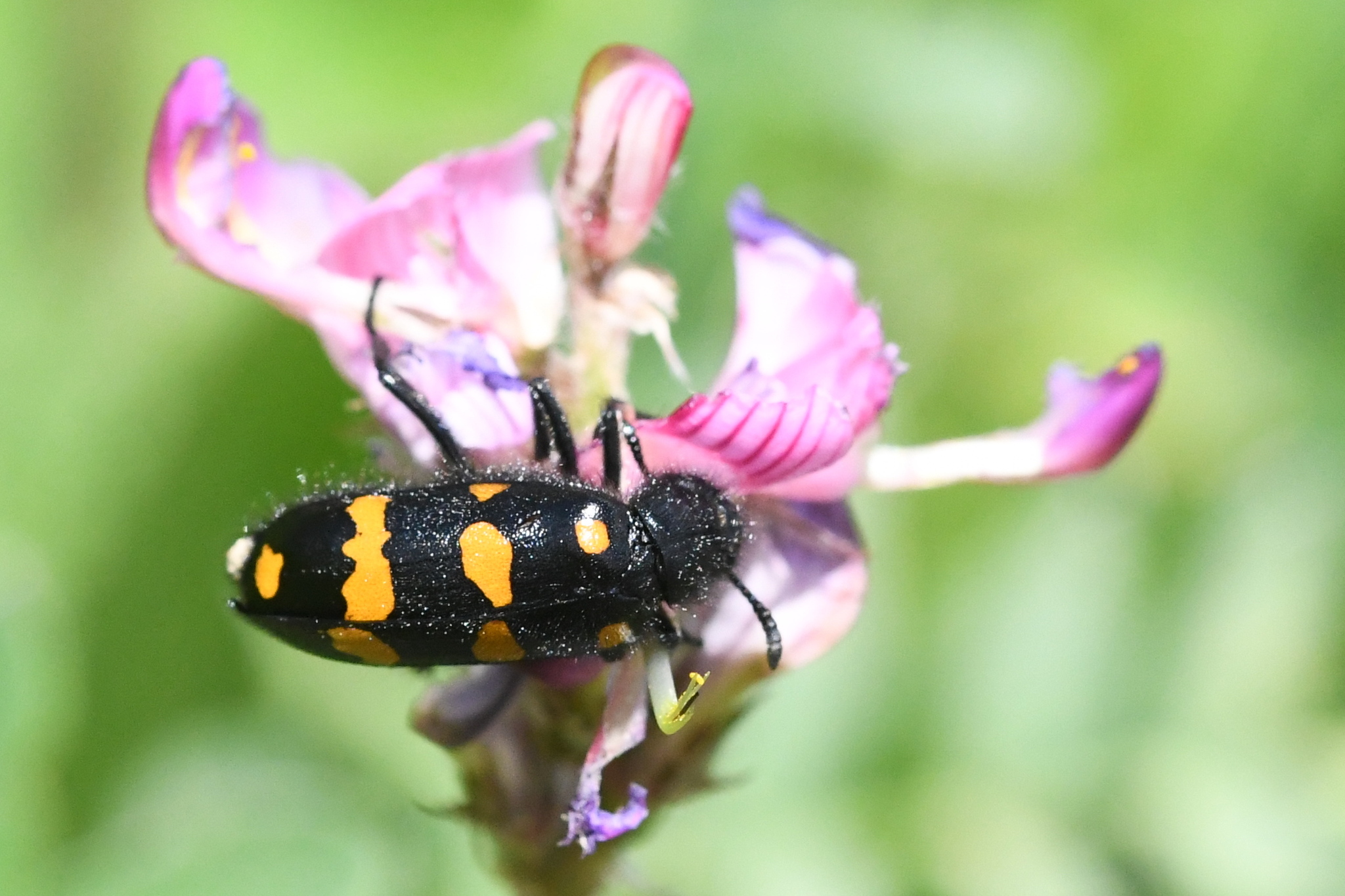 Hycleus polymorphus (Pallas, 1771)