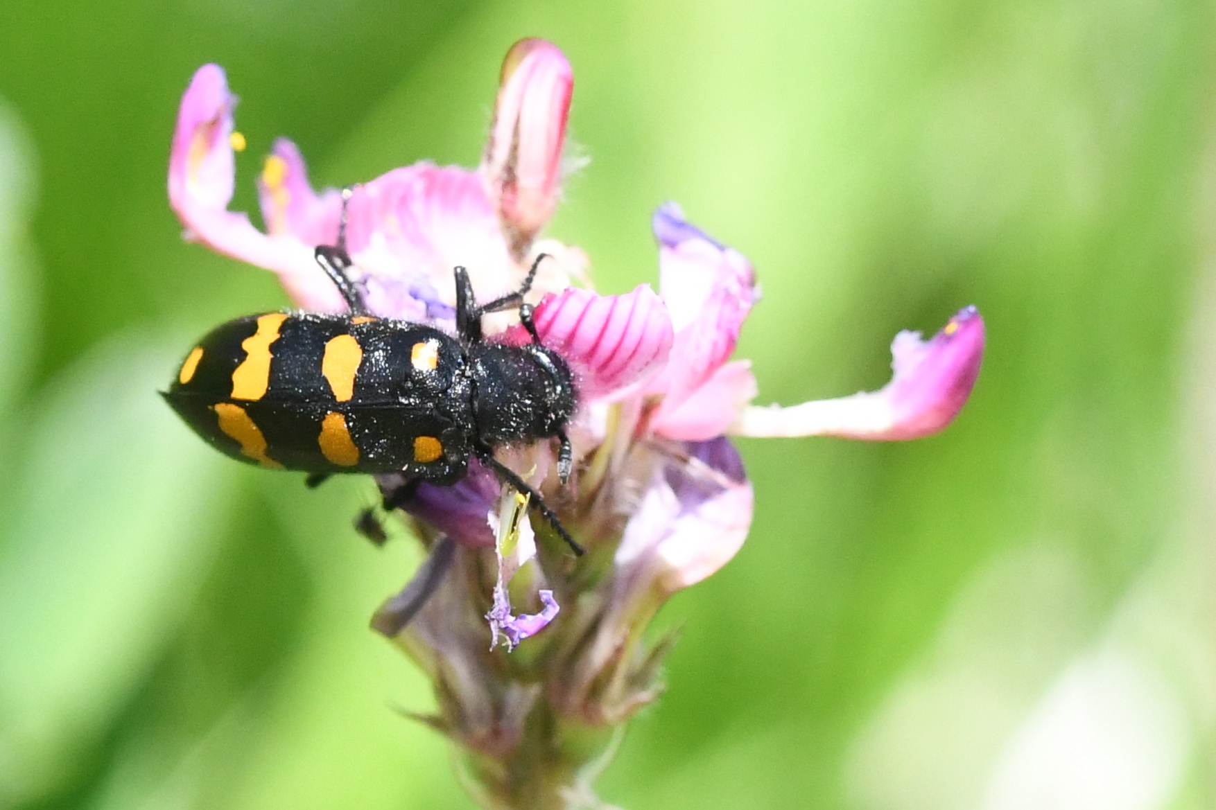 Hycleus polymorphus (Pallas, 1771)