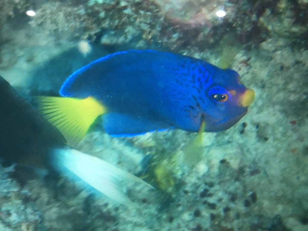 Blue Mauritius Angelfish (Centropyge debelius) - Marine Life Identification