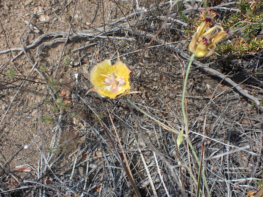 intermediate mariposa lily in May 2022 by jalopy · iNaturalist
