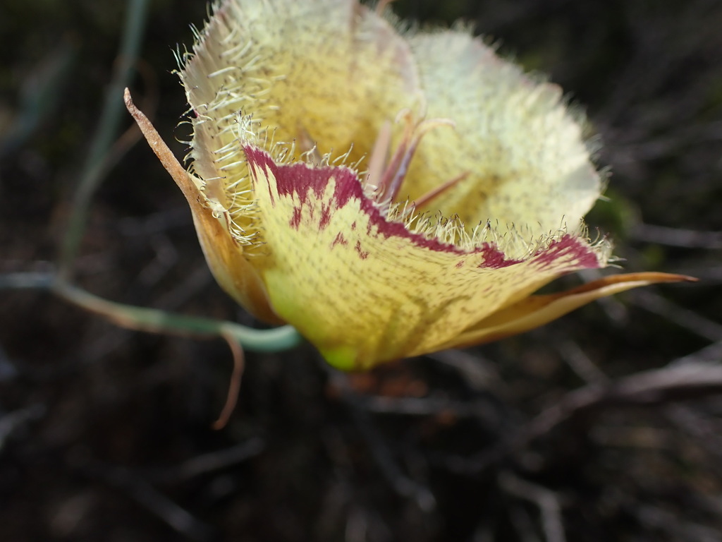intermediate mariposa lily in May 2022 by jalopy. More weedii than ...