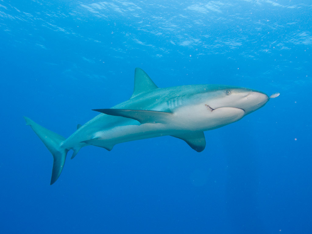 Typical Requiem Sharks (Carcharhinus) - Marine Life Identification