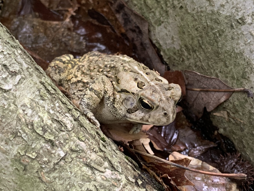 American Toad from Old Davidson Mill Rd, Monroe Township, NJ, US on ...