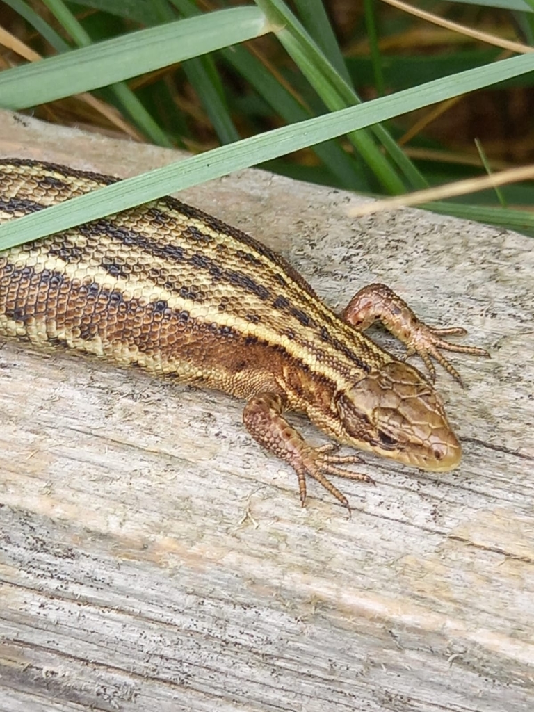 Viviparous Lizard from York, UK by Allie_Dav · iNaturalist United Kingdom