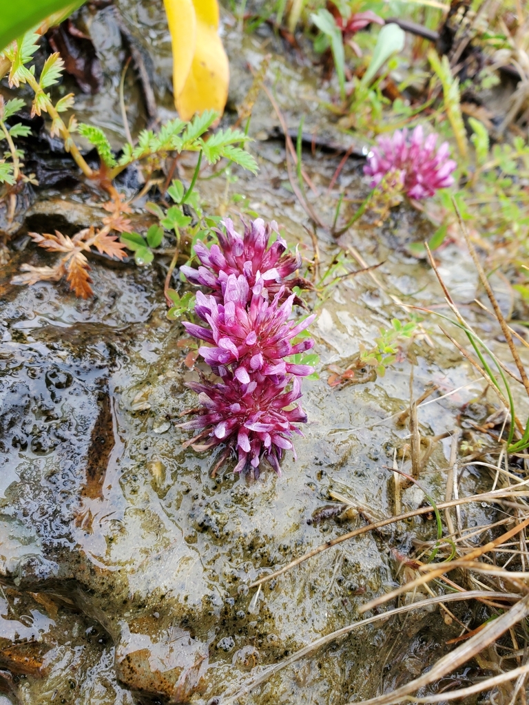 springbank clover from Newport, OR, USA on June 11, 2022 at 10:53 AM by ...