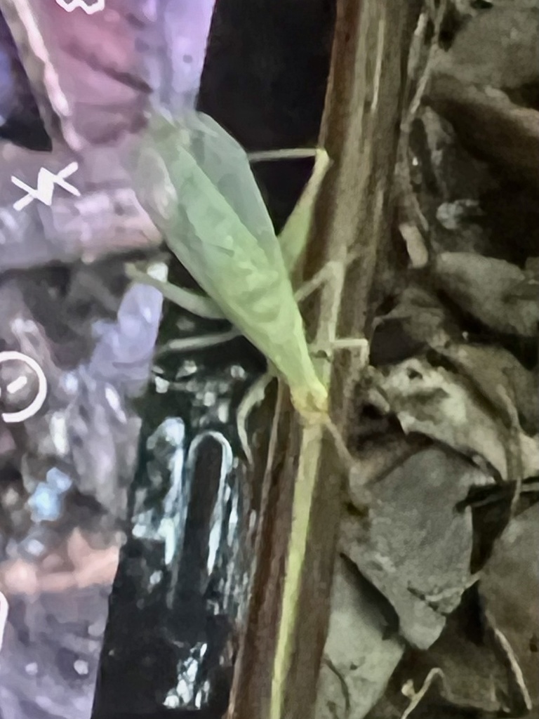 Snowy Tree Cricket from Carrollton, TX, US on June 11, 2022 at 09:28 AM ...