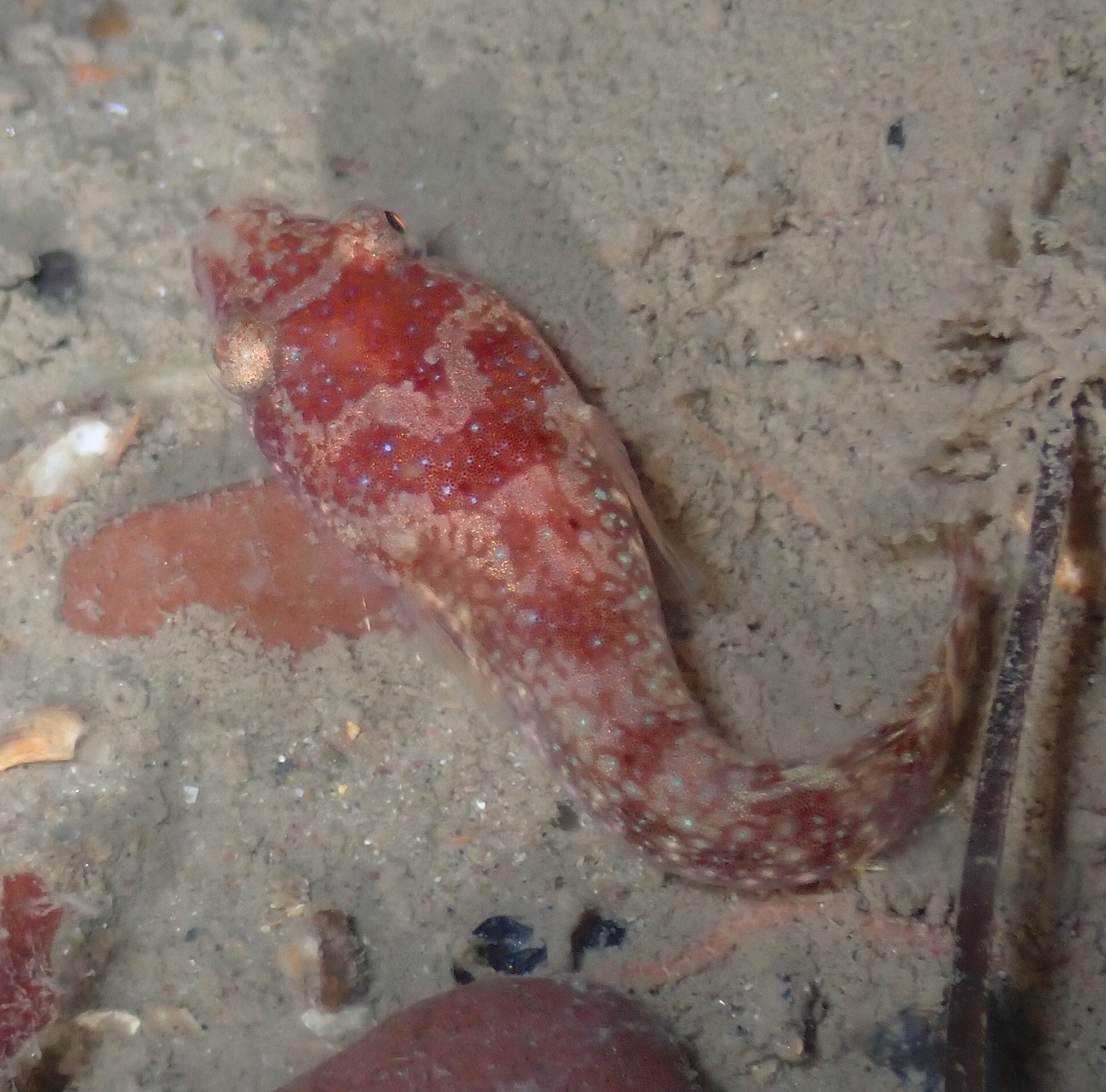 Diplecogaster Fraser-Brunner, 1938